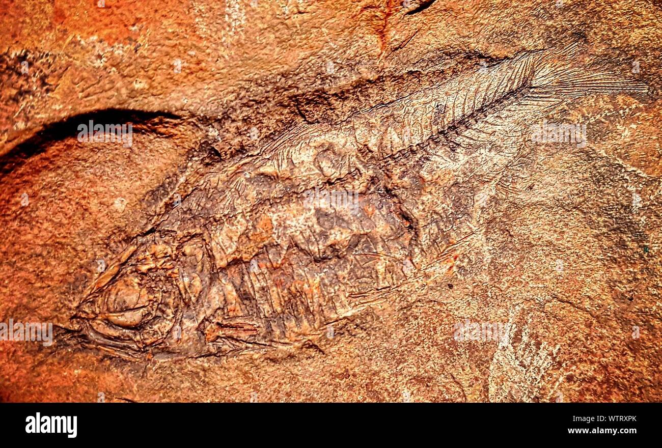 Fish fossil rock hi-res stock photography and images - Alamy