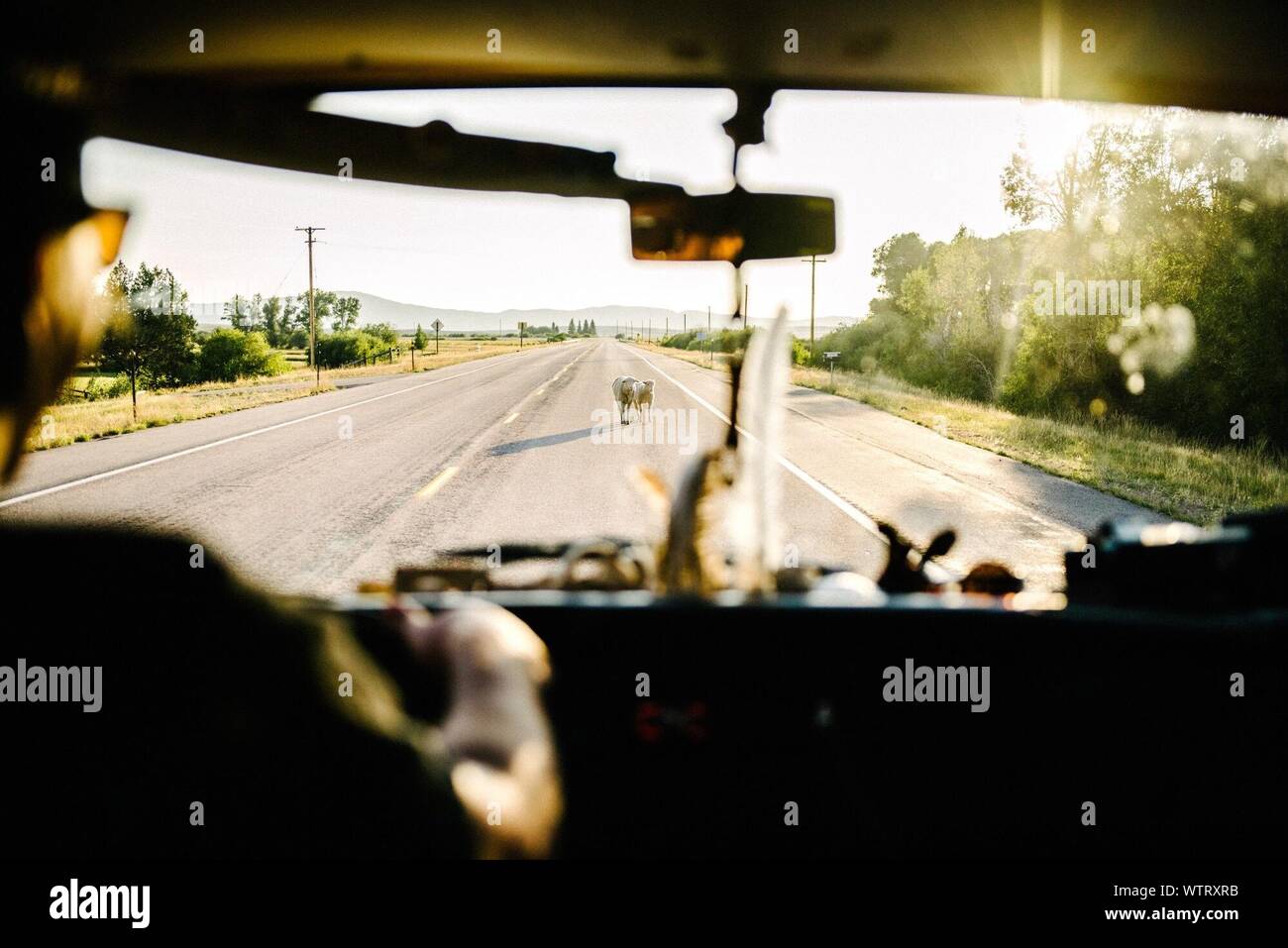 Sheep On Road Seen Through Car Windshield Stock Photo - Alamy