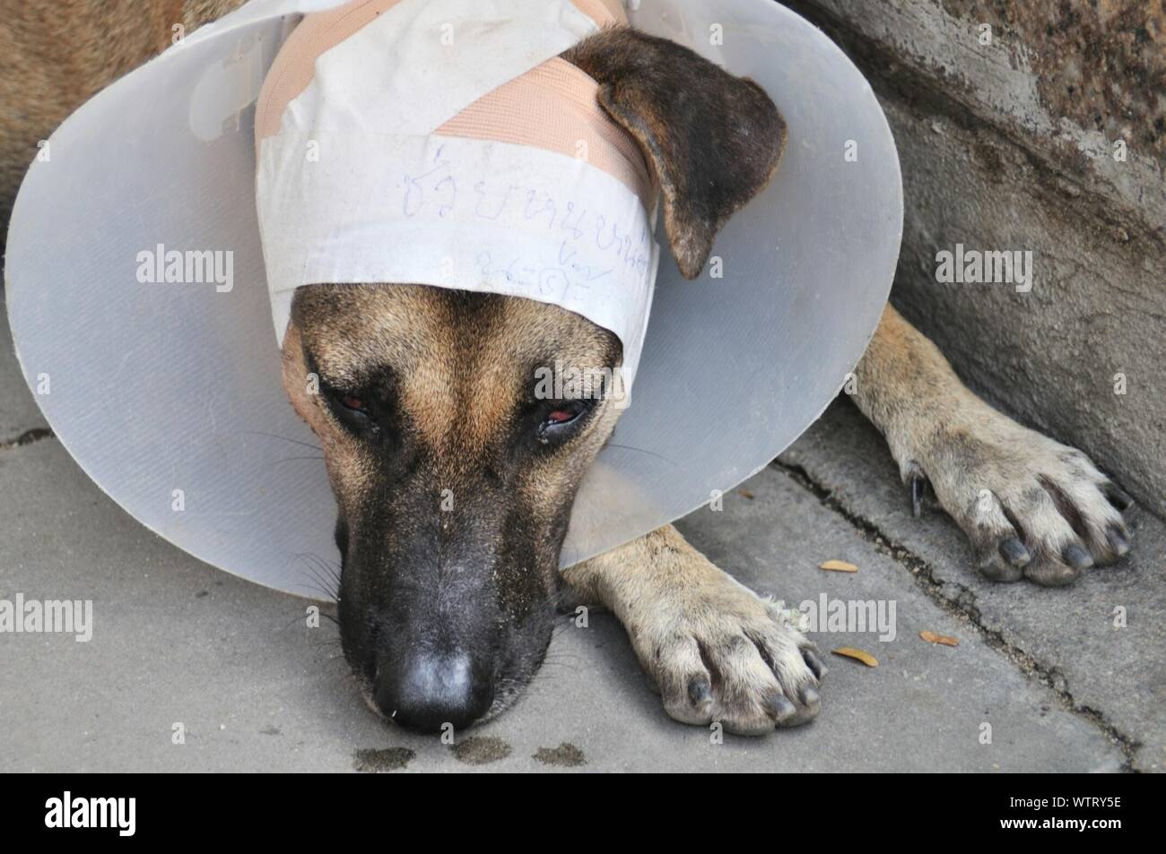 Injured dog hi-res stock photography and images - Alamy