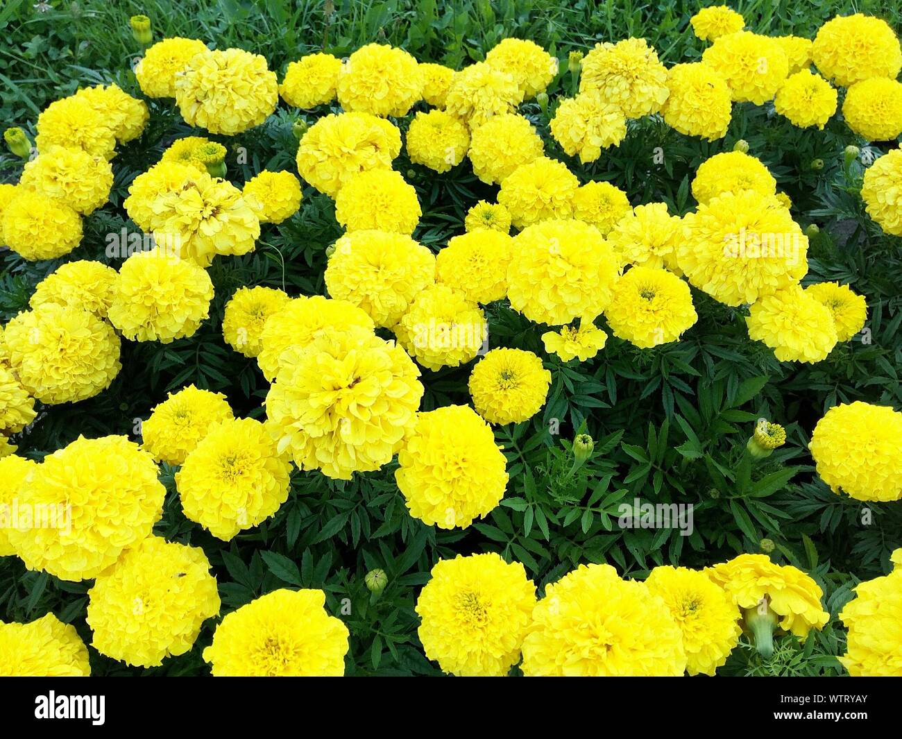 Yellow marigolds hi-res stock photography and images - Alamy