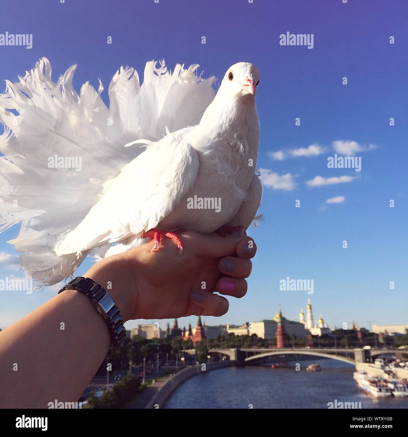 Hand Dove High Resolution Stock Photography and Images - Alamy