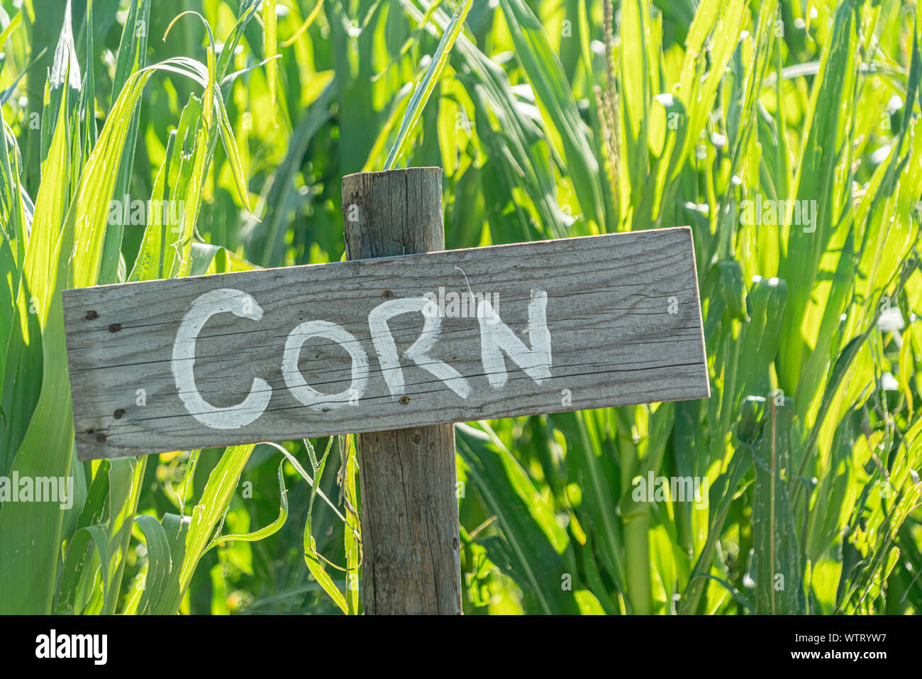 Corn maze sign hi-res stock photography and images - Alamy