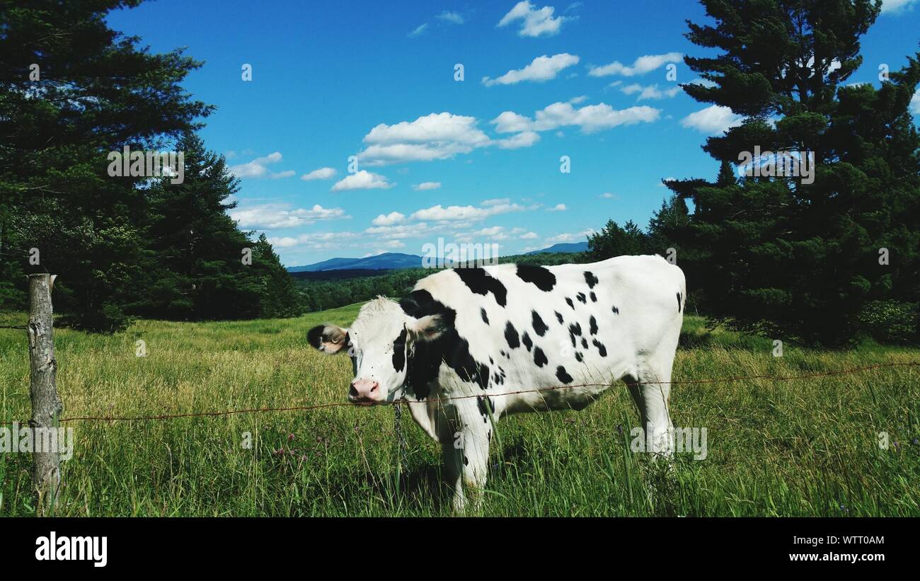 One cow side view on field hi-res stock photography and images - Alamy