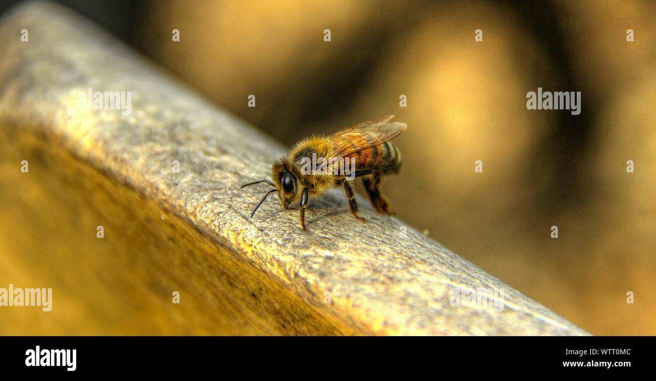 Wild bee wall hi-res stock photography and images - Alamy