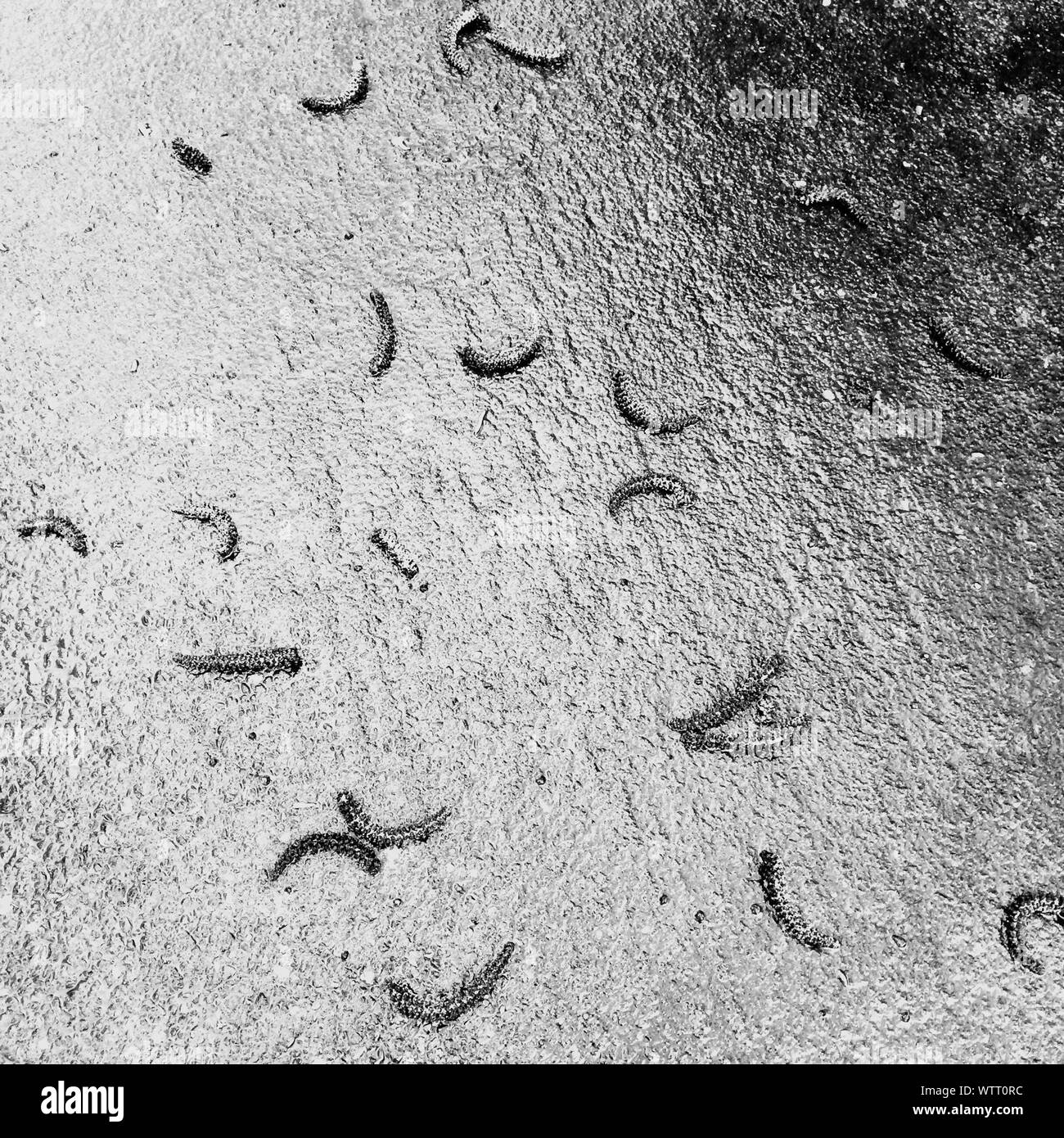 Worm view Black and White Stock Photos & Images - Alamy