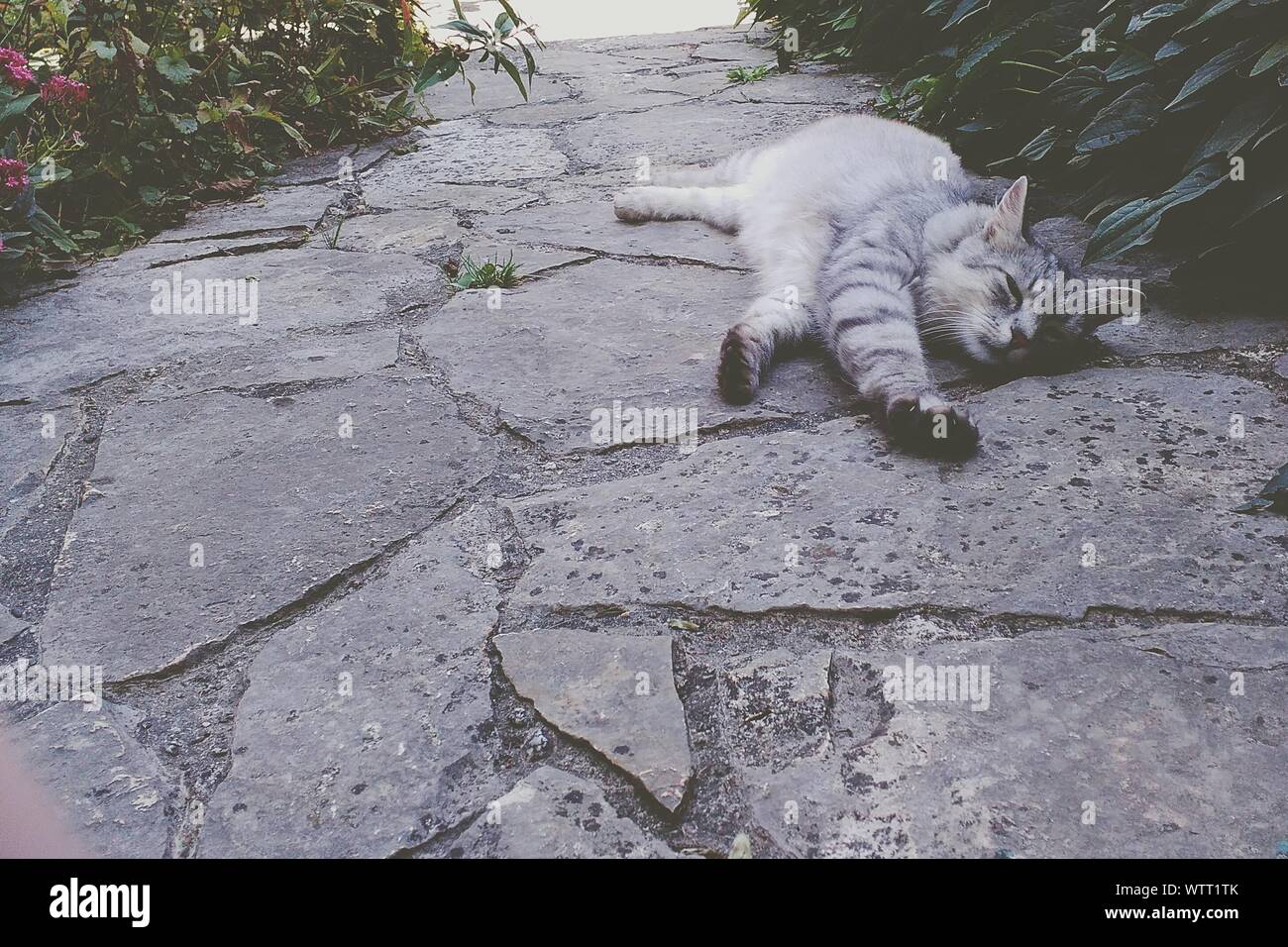 Cat pathway hi-res stock photography and images - Alamy