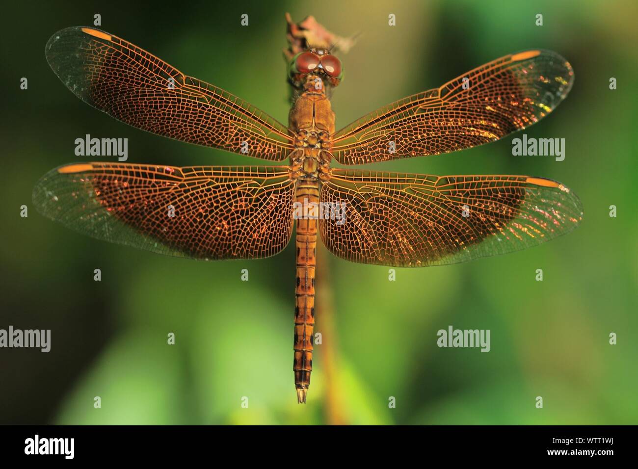 Dragonfly brown hi-res stock photography and images - Alamy