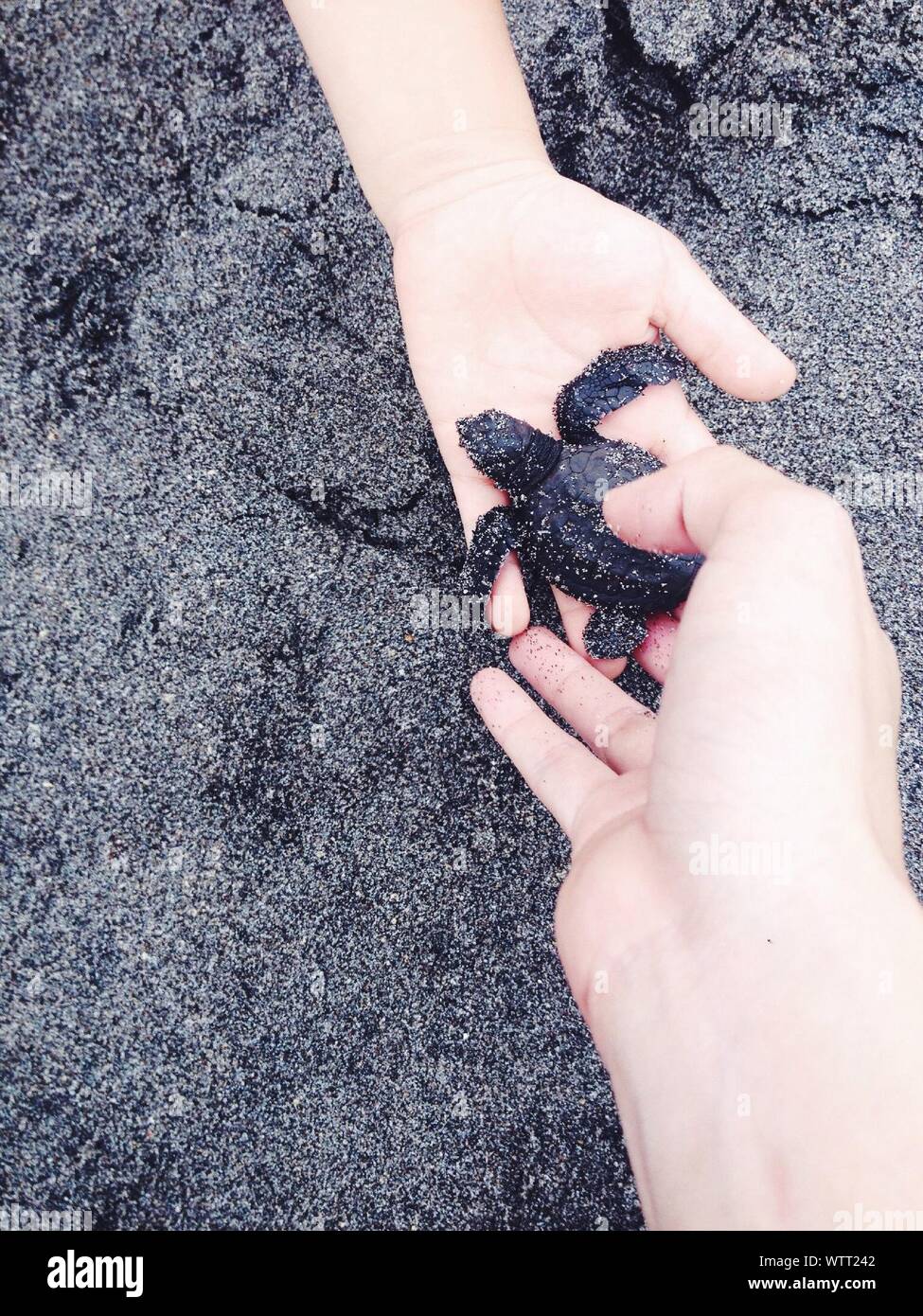 Hands And Turtle High Resolution Stock Photography and Images - Alamy