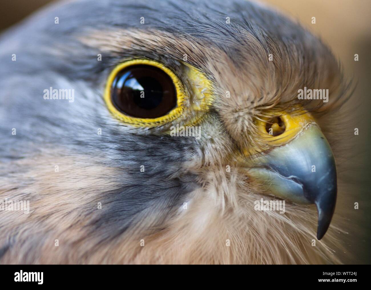 Black and yellow hawk hi-res stock photography and images - Alamy