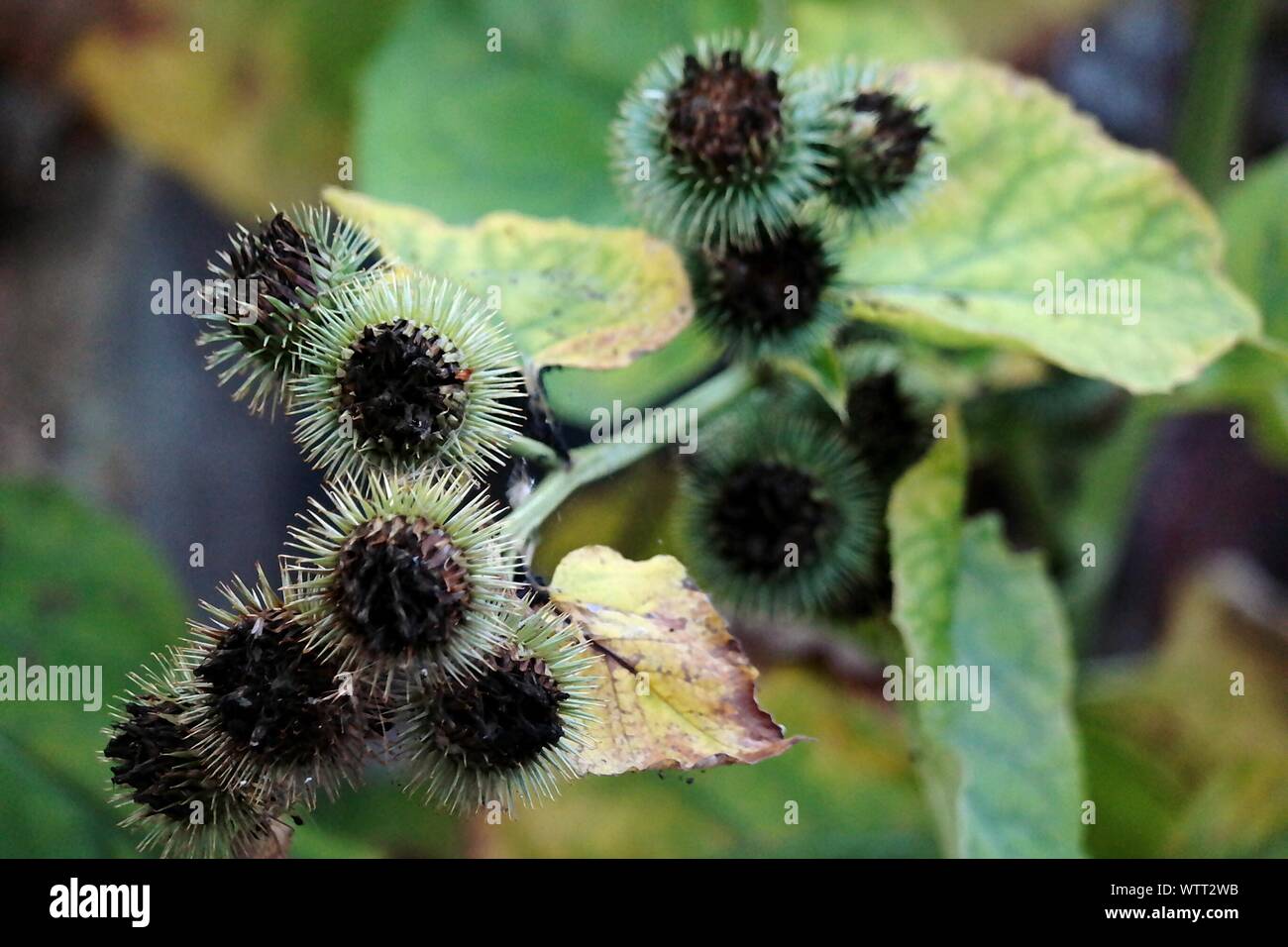 Spiky plant hi-res stock photography and images - Alamy