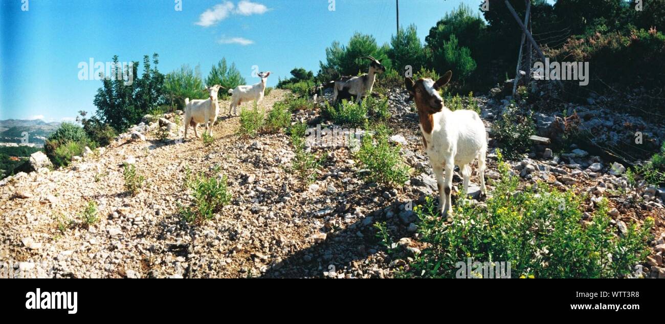 Goats free range hi-res stock photography and images - Alamy