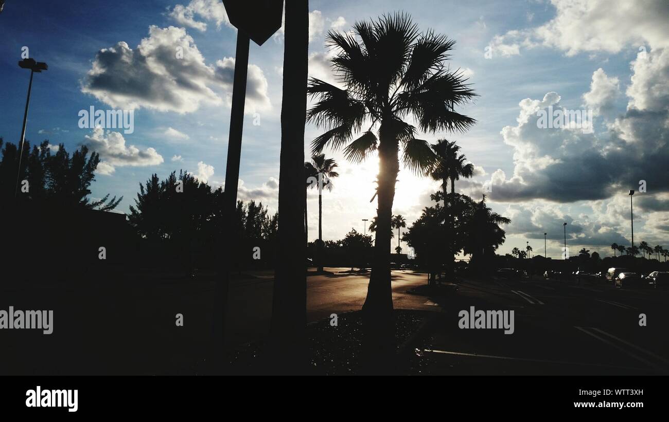 Road sign and palm trees hi-res stock photography and images - Alamy