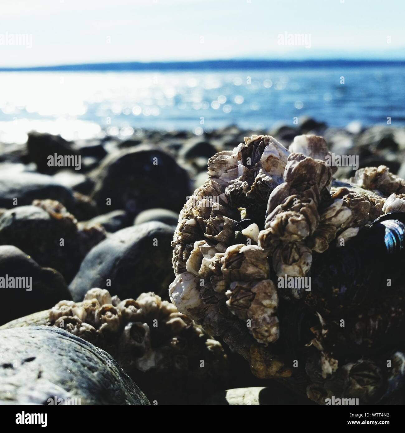 Barnacles beach hi-res stock photography and images - Alamy