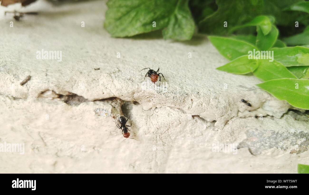 Ants On Rock High Resolution Stock Photography and Images - Alamy