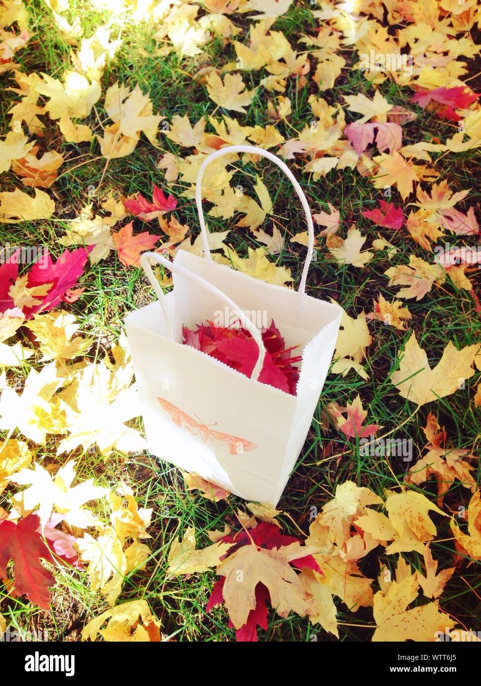 Bag of leaves hi-res stock photography and images - Alamy