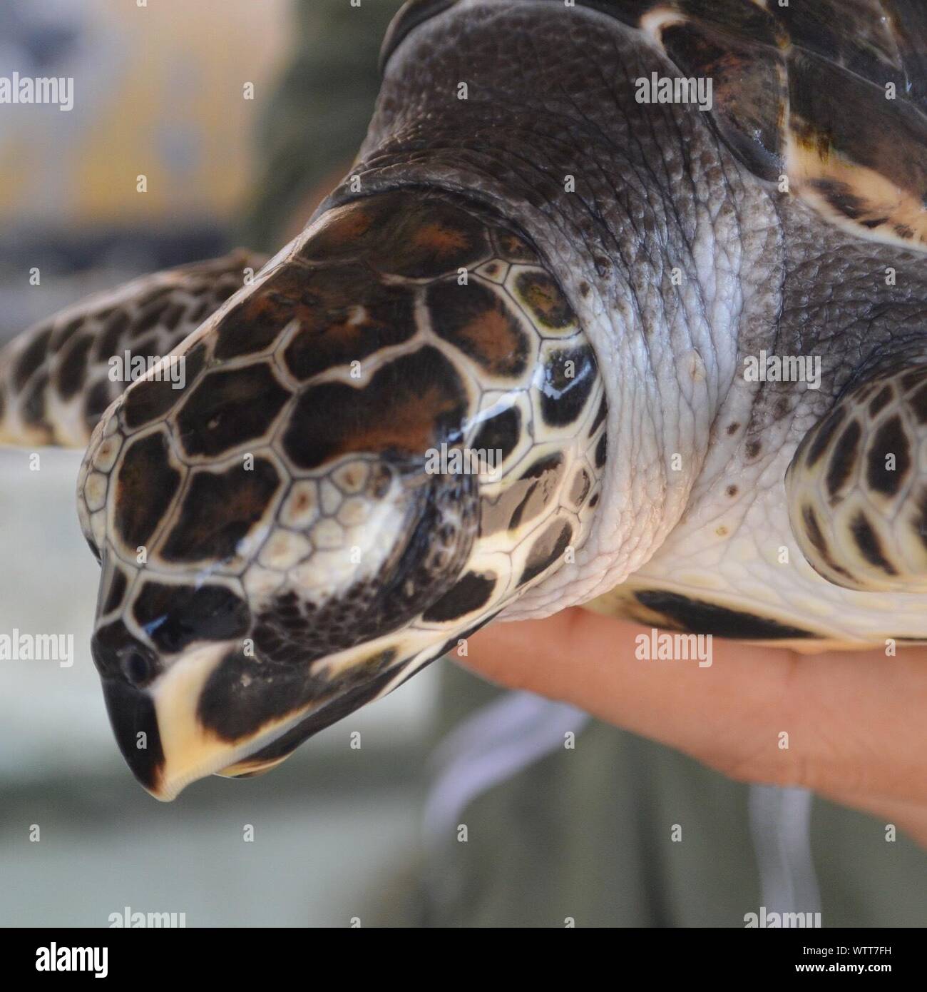 Person holding turtle hi-res stock photography and images - Alamy