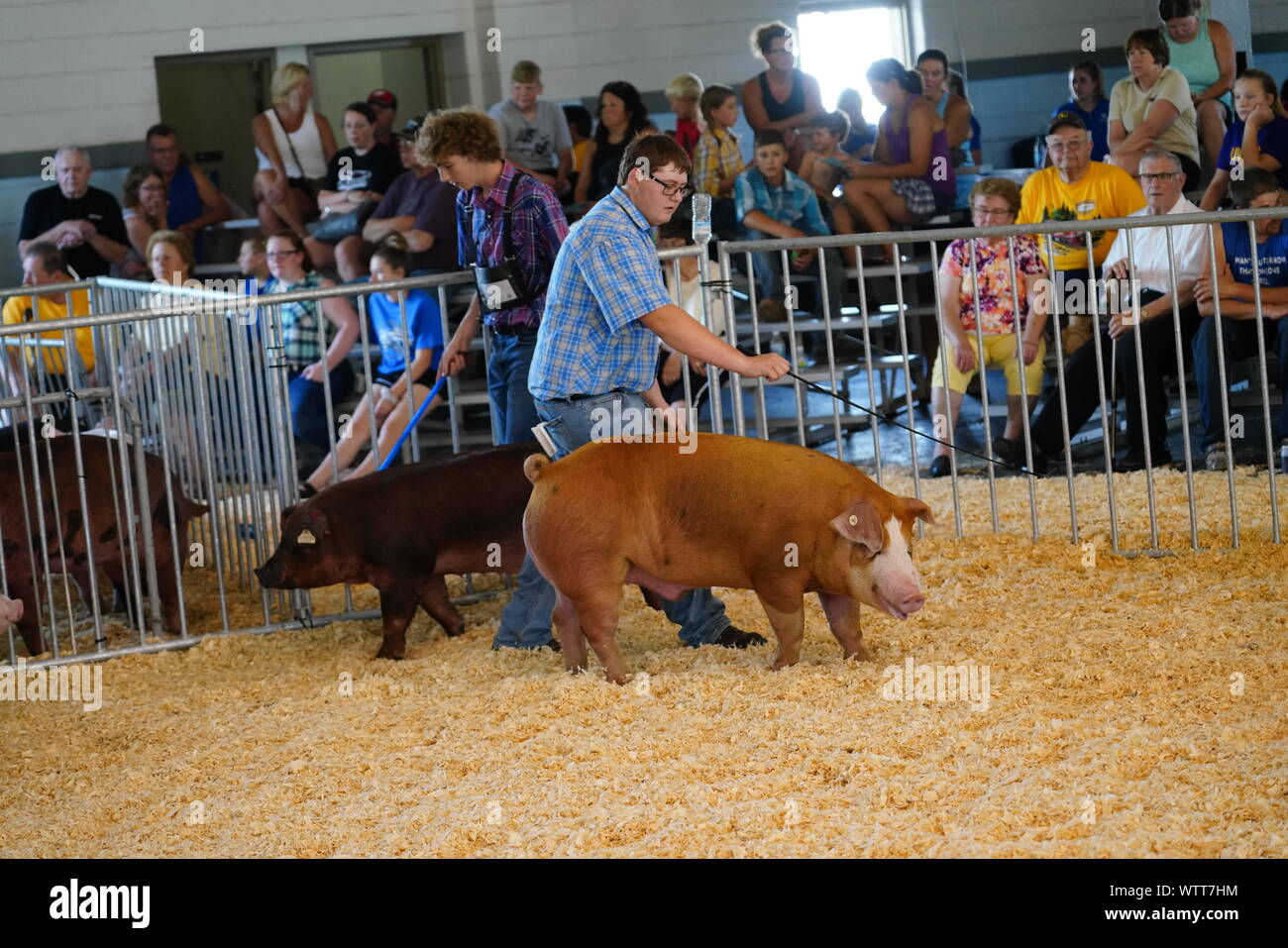 Fond du Lac Youth Animal Pig show 2019 Stock Photo - Alamy