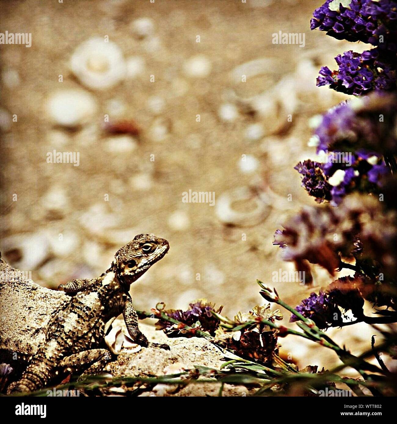 Purple reptile hi-res stock photography and images - Alamy
