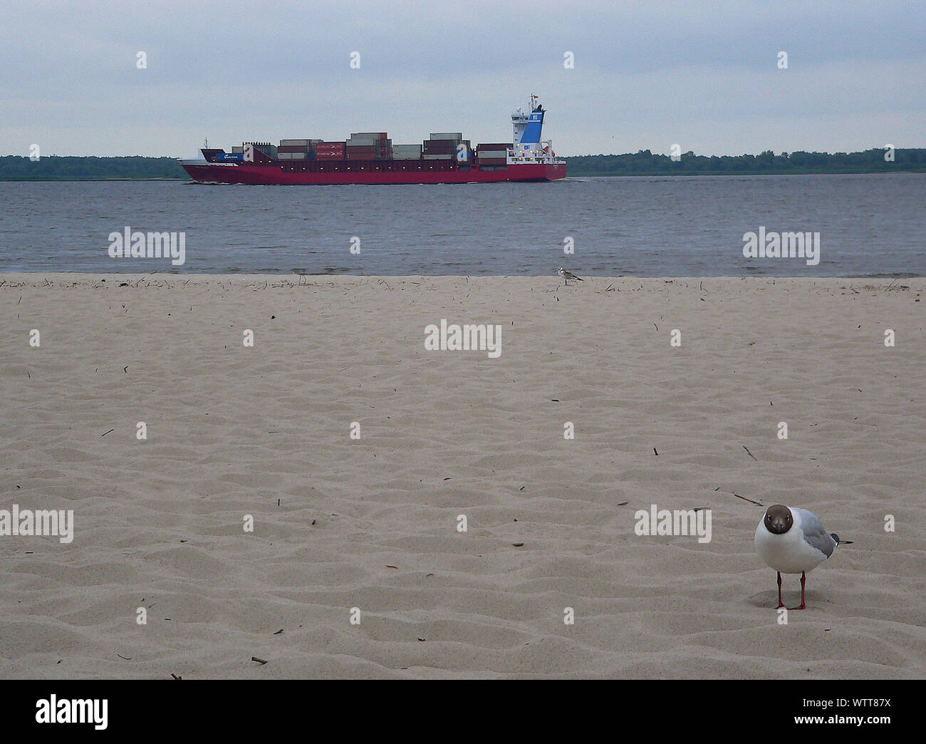 Bird ship hi-res stock photography and images - Alamy
