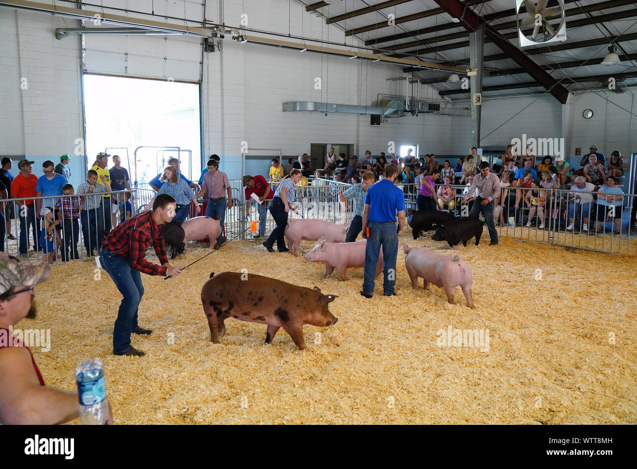 Fond du Lac Youth Animal Pig show 2019 Stock Photo - Alamy