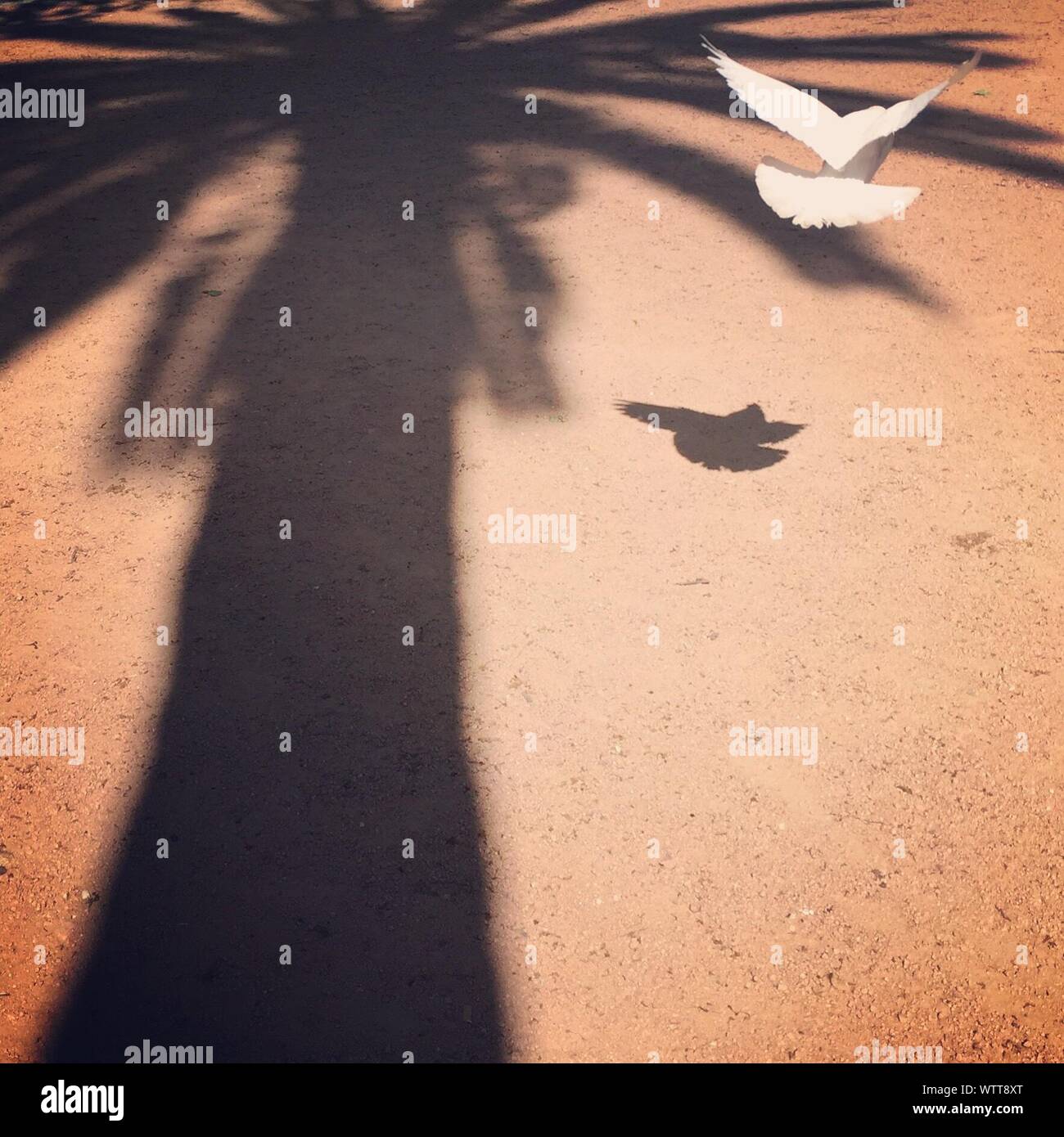 Flying Bird Shadow High Resolution Stock Photography and Images - Alamy