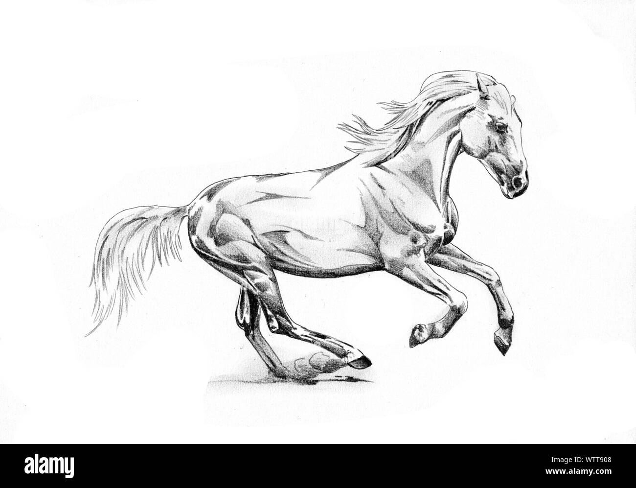 Horse head painting Black and White Stock Photos & Images - Alamy