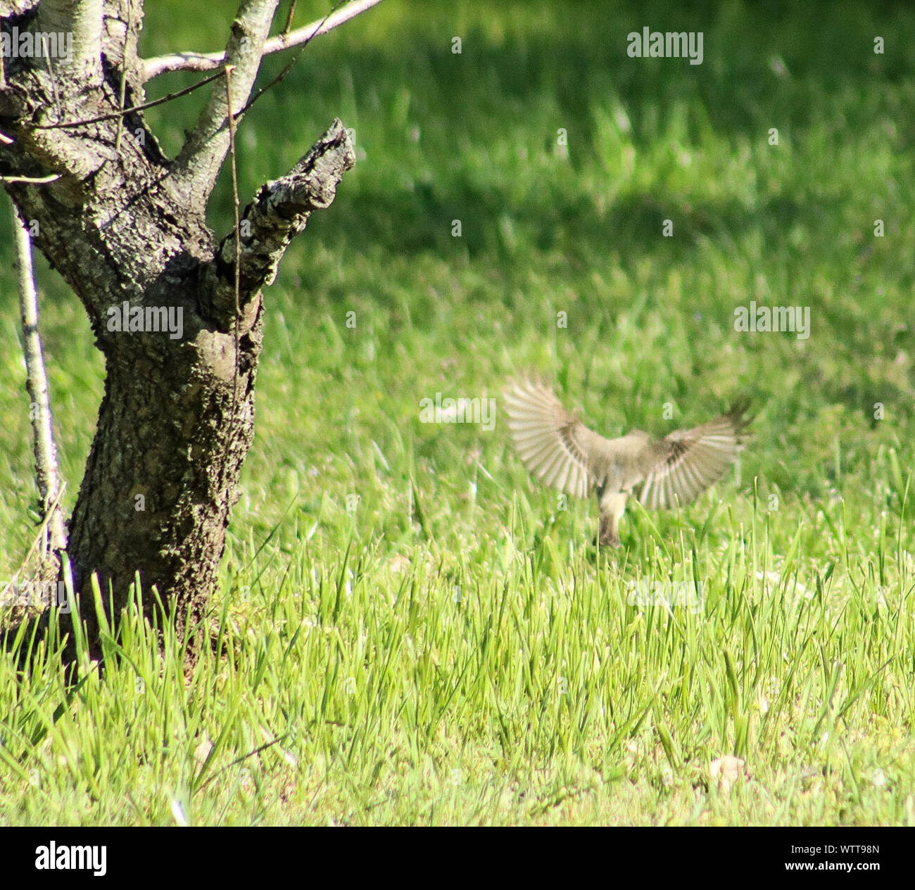 Bird Flying By Tree Over Grassy Field Stock Photo - Alamy