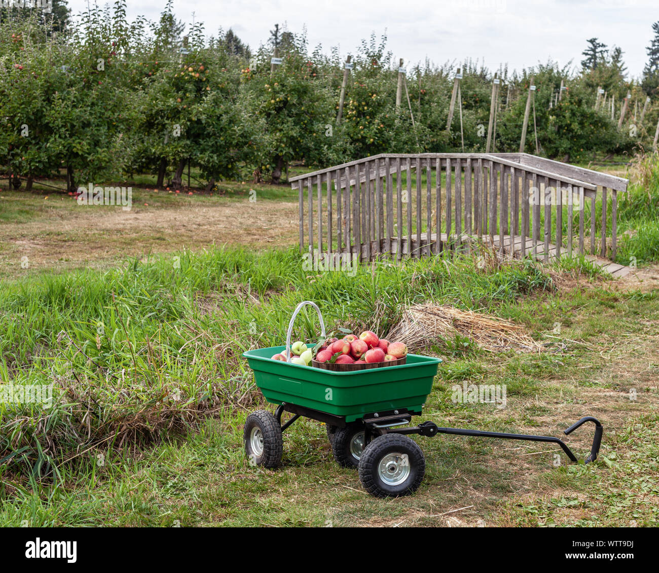 fresh picked apples in a Garden Cart Wagon in autumn orchard Stock ...
