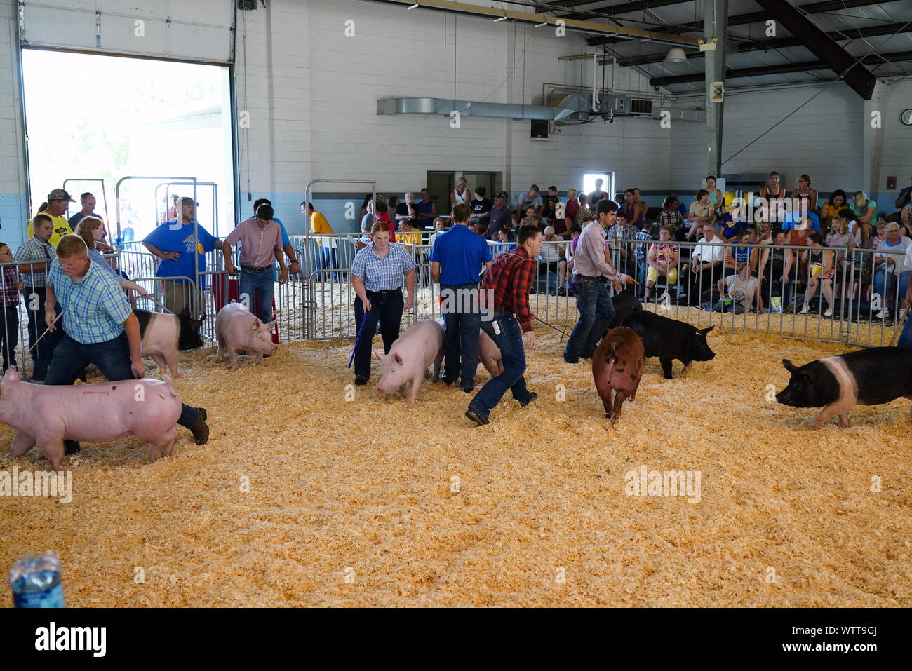 Fond du Lac Youth Animal Pig show 2019 Stock Photo - Alamy