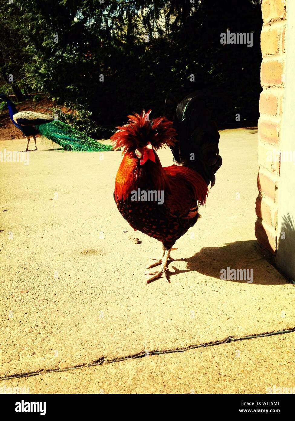 Peacock chicken hi-res stock photography and images - Alamy
