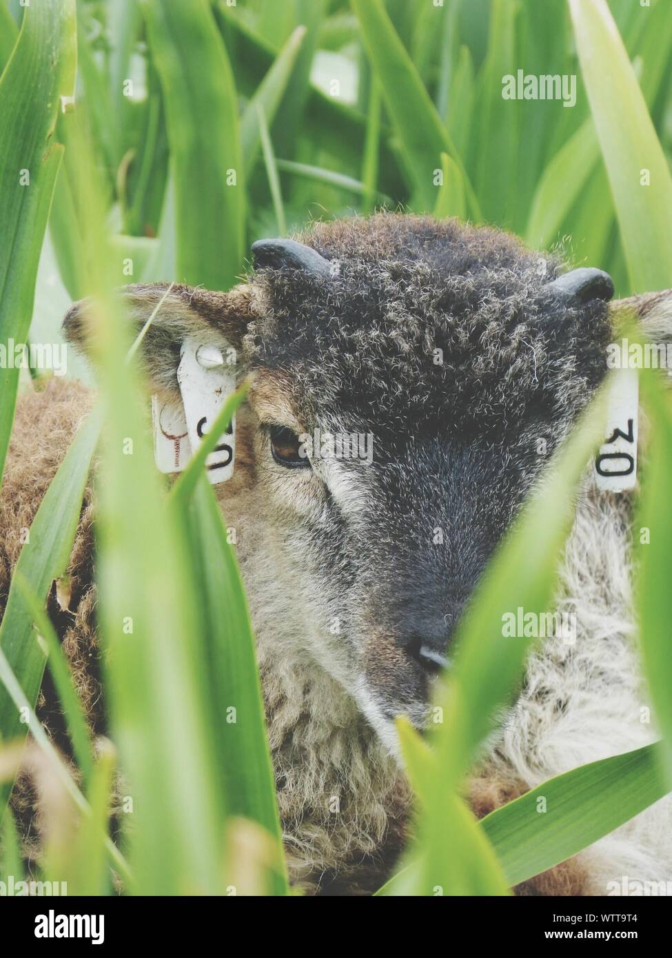 Sheep and plant hi-res stock photography and images - Alamy