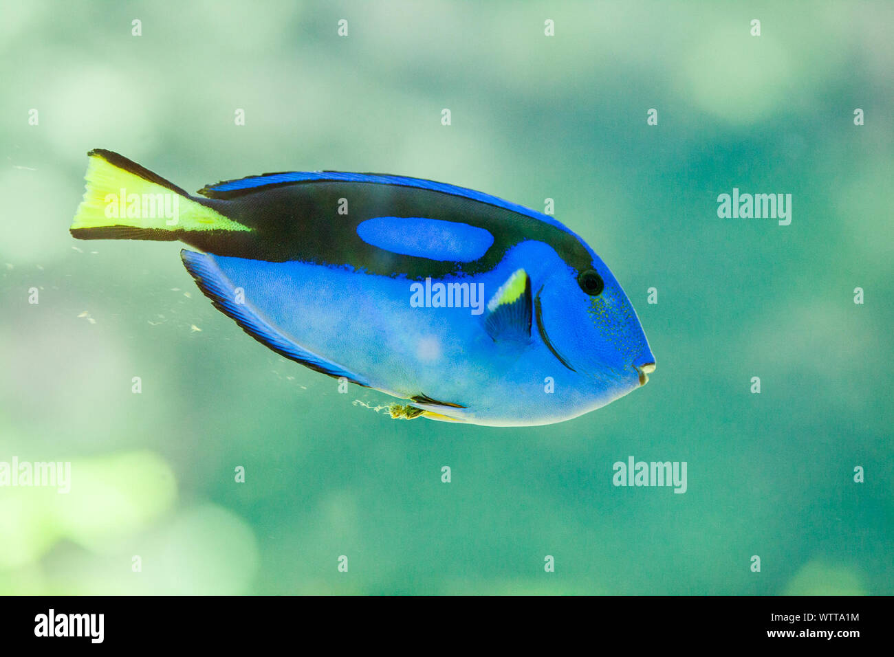 Blue tang fish hi-res stock photography and images - Alamy