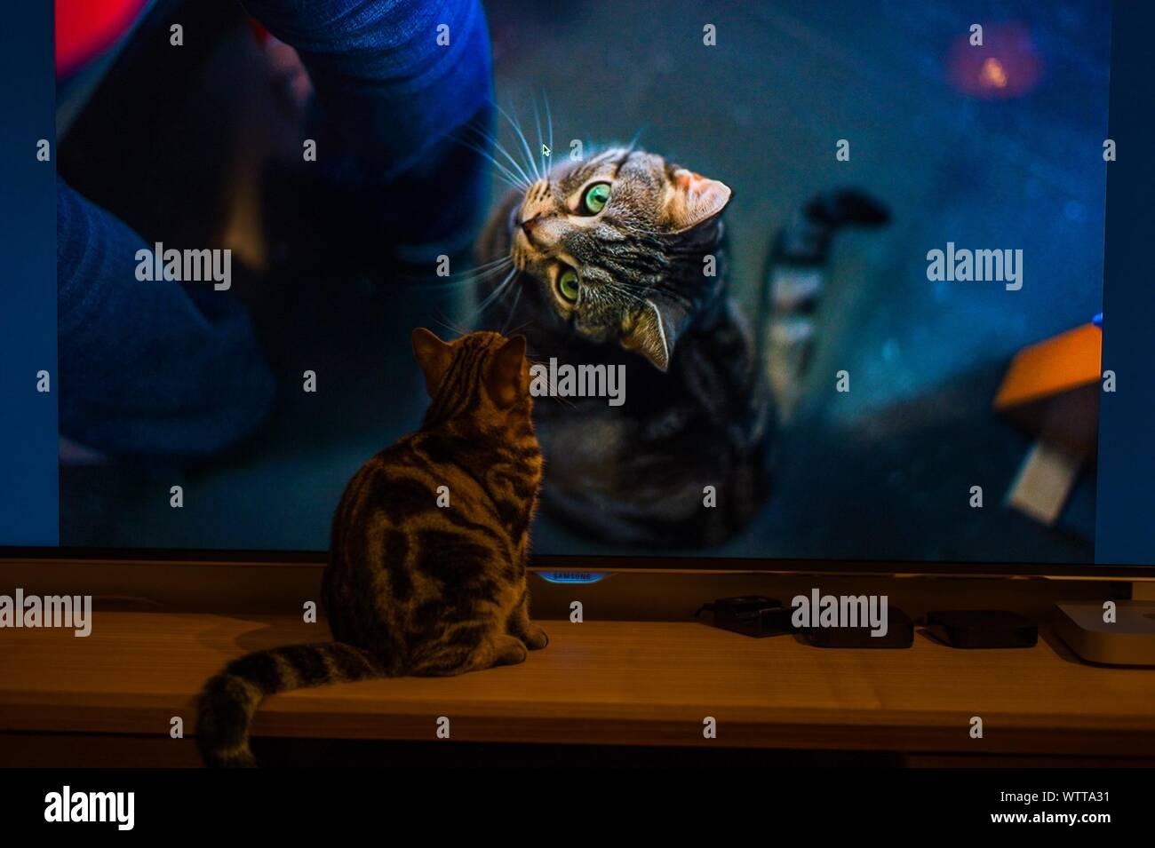 Cat Watching Television High Resolution Stock Photography and Images ...