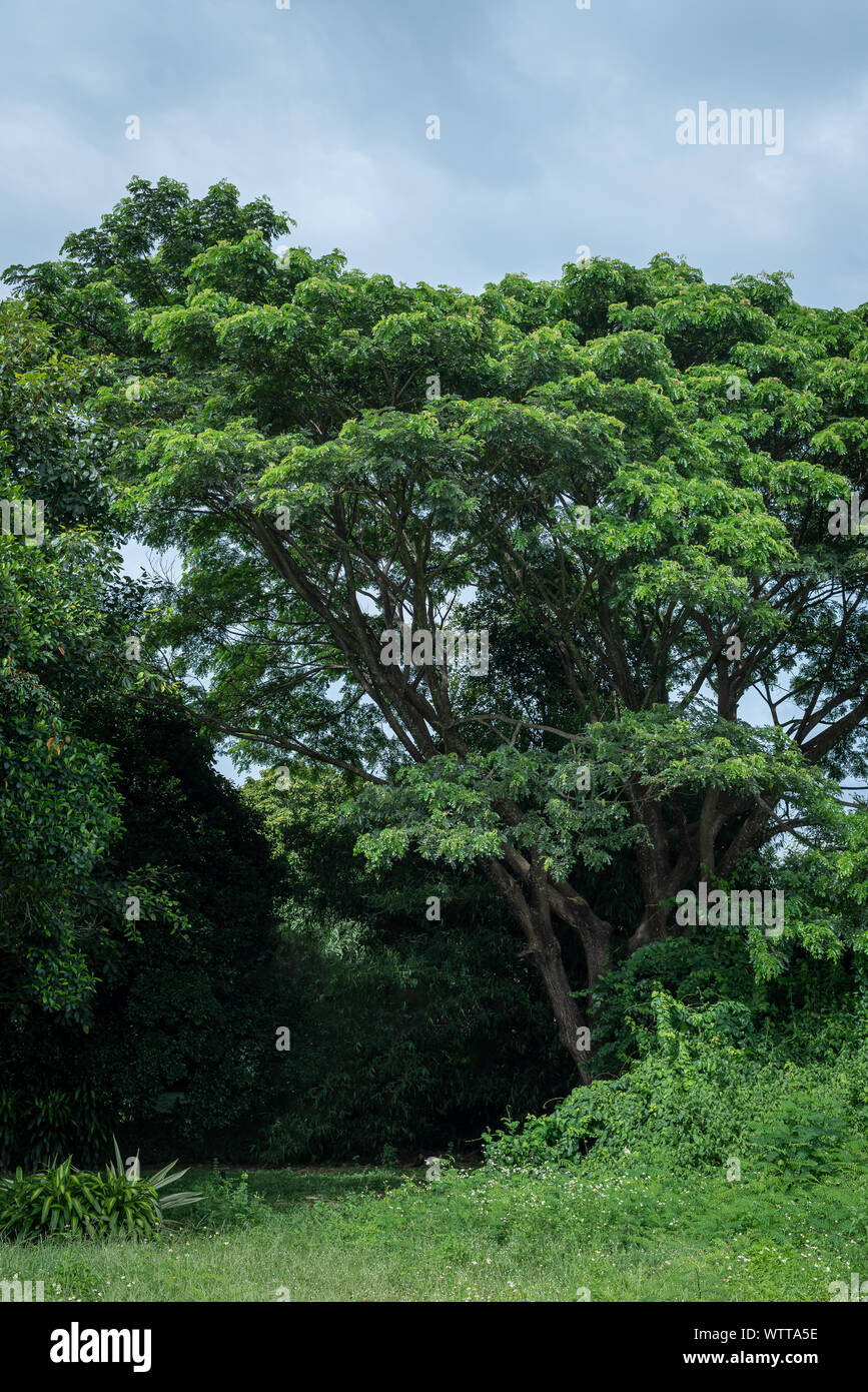 Big tall tree rainforest hi-res stock photography and images - Alamy