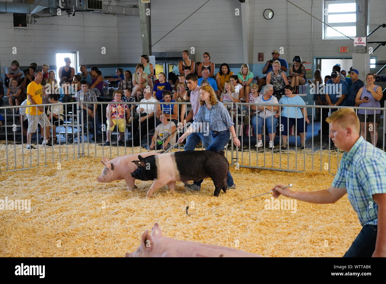 Fond du Lac Youth Animal Pig show 2019 Stock Photo - Alamy