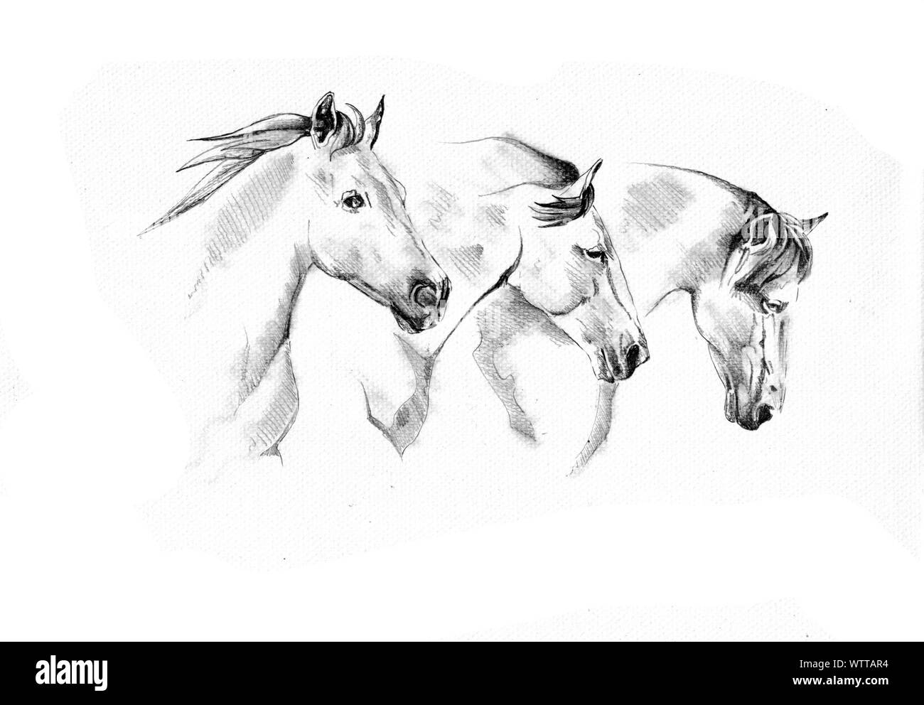 Wild Horse Head Drawings In Pencil