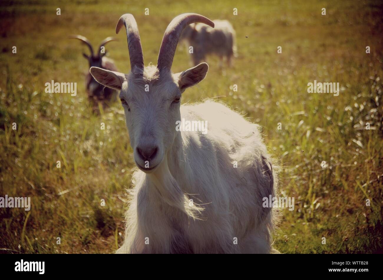 Goats grassy field cattle hi-res stock photography and images - Alamy