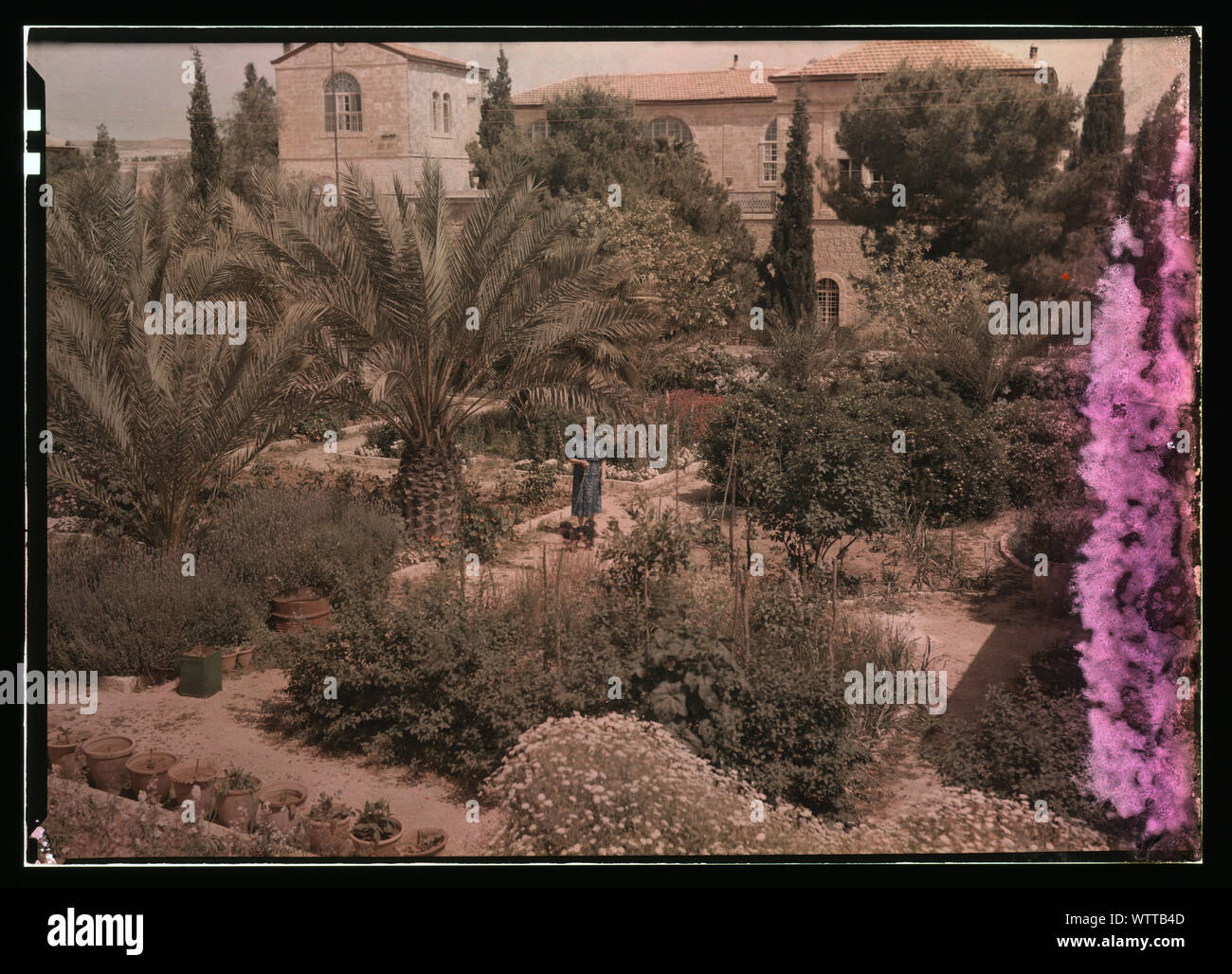 Mrs. Matson in Am. [i.e., American] Colony palm gardens Stock Photo - Alamy