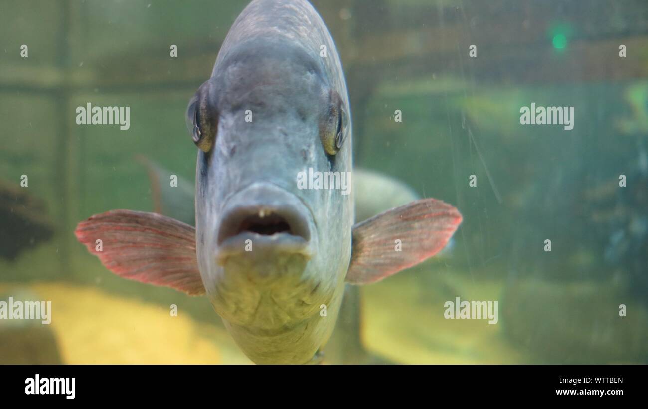 Fish front view no people hi-res stock photography and images - Alamy