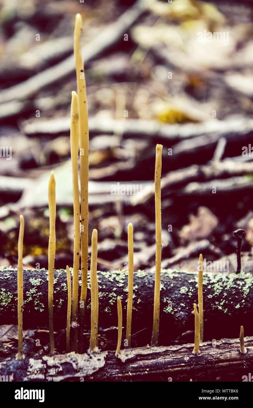 Close up fungi hi-res stock photography and images - Alamy