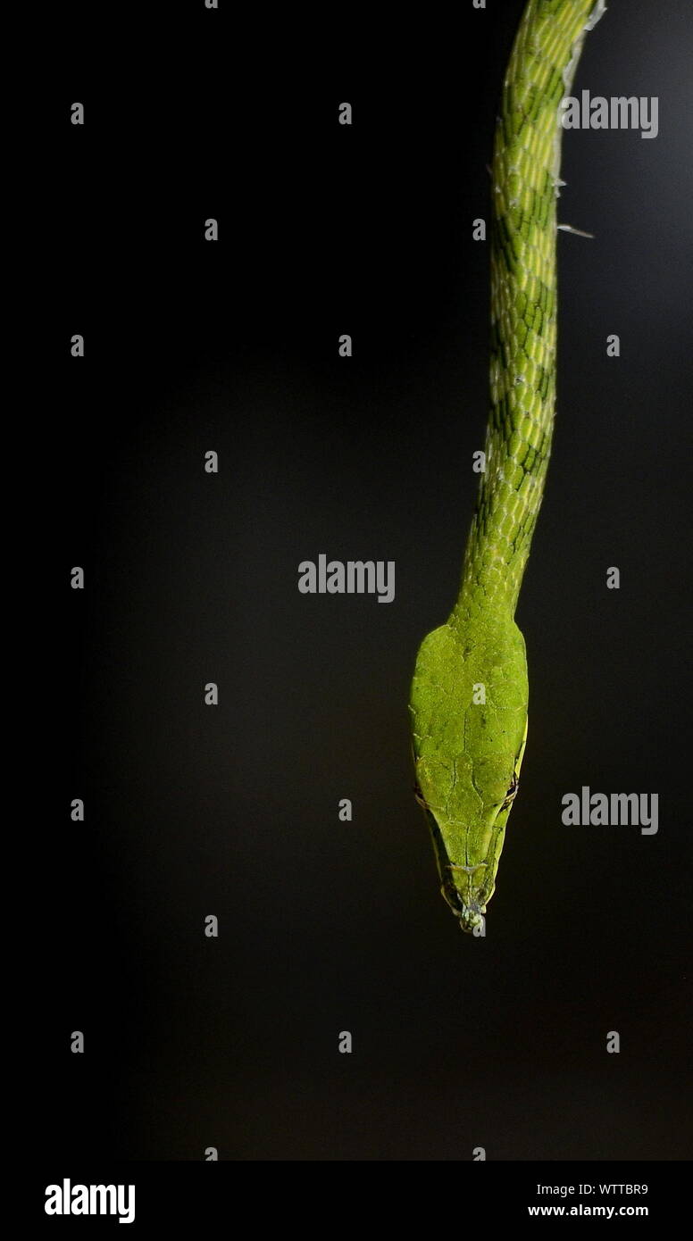 Hanging snake hi-res stock photography and images - Alamy