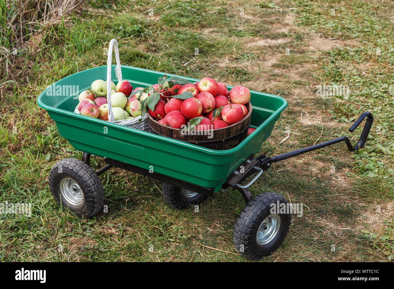 fresh picked apples in a Garden Cart Wagon in autumn orchard Stock ...
