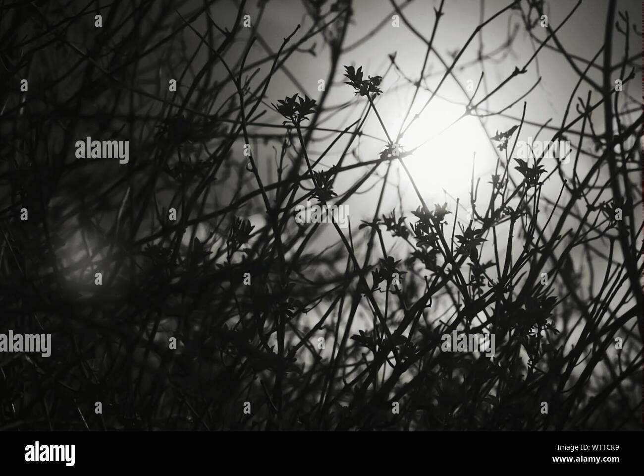 Through bush hi-res stock photography and images - Alamy