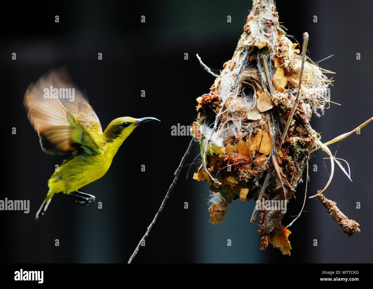 Bee eater nest hi-res stock photography and images - Alamy