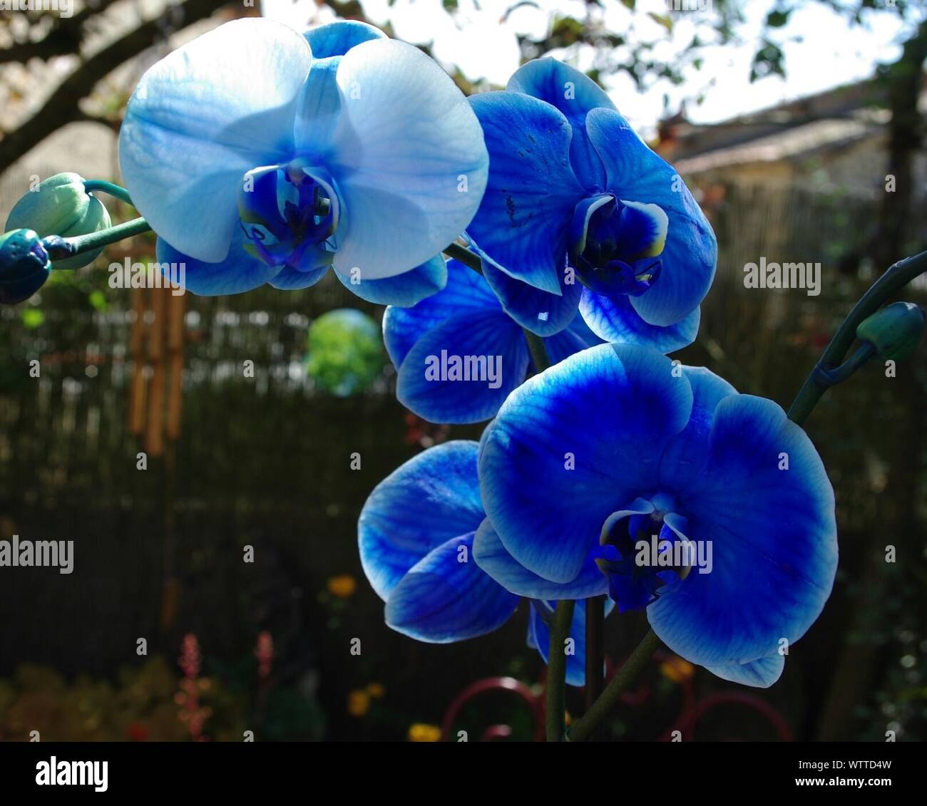Blue orchids hi-res stock photography and images - Alamy