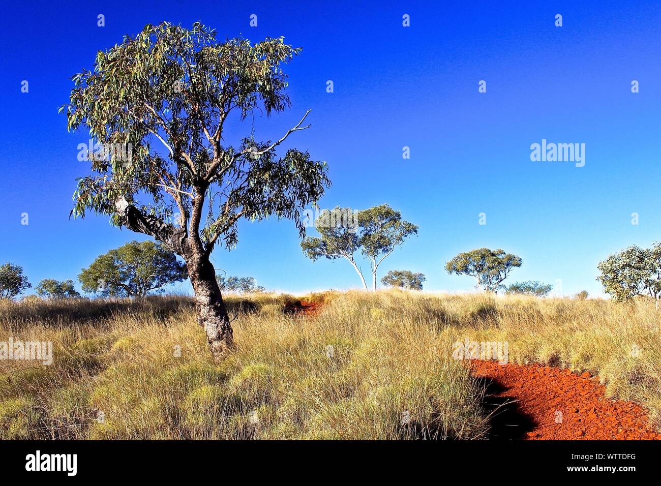 Grass grassy plain hi-res stock photography and images - Alamy
