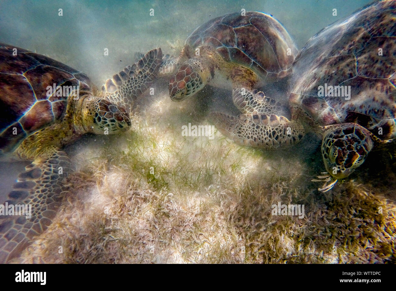 Three sea turtles hi-res stock photography and images - Alamy