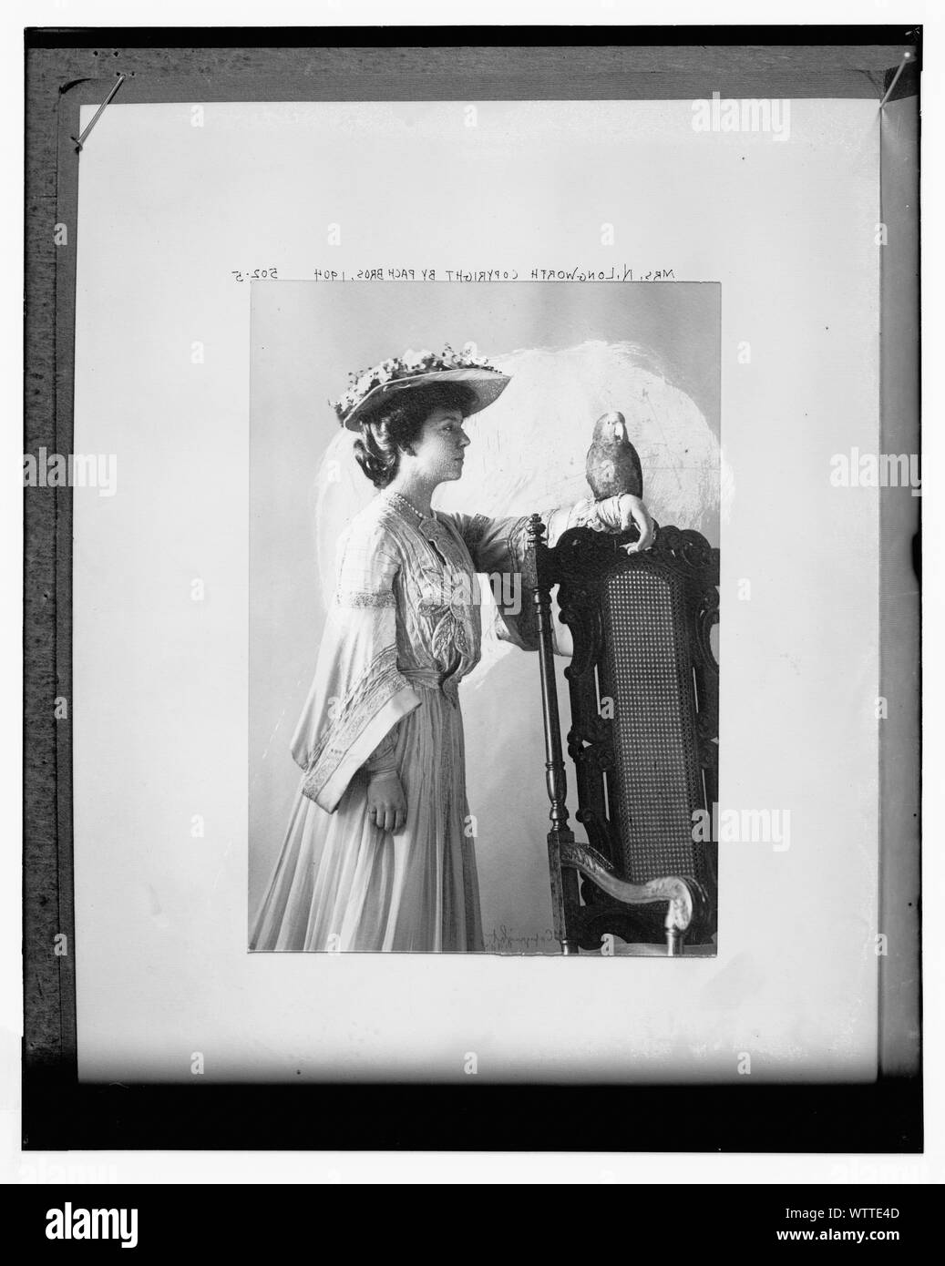 Mrs parrot hi-res stock photography and images - Alamy