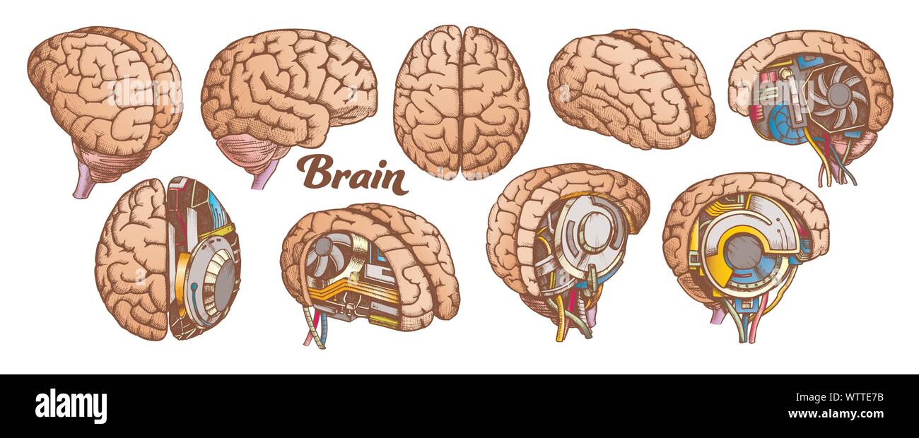 Different Views Of The Brain