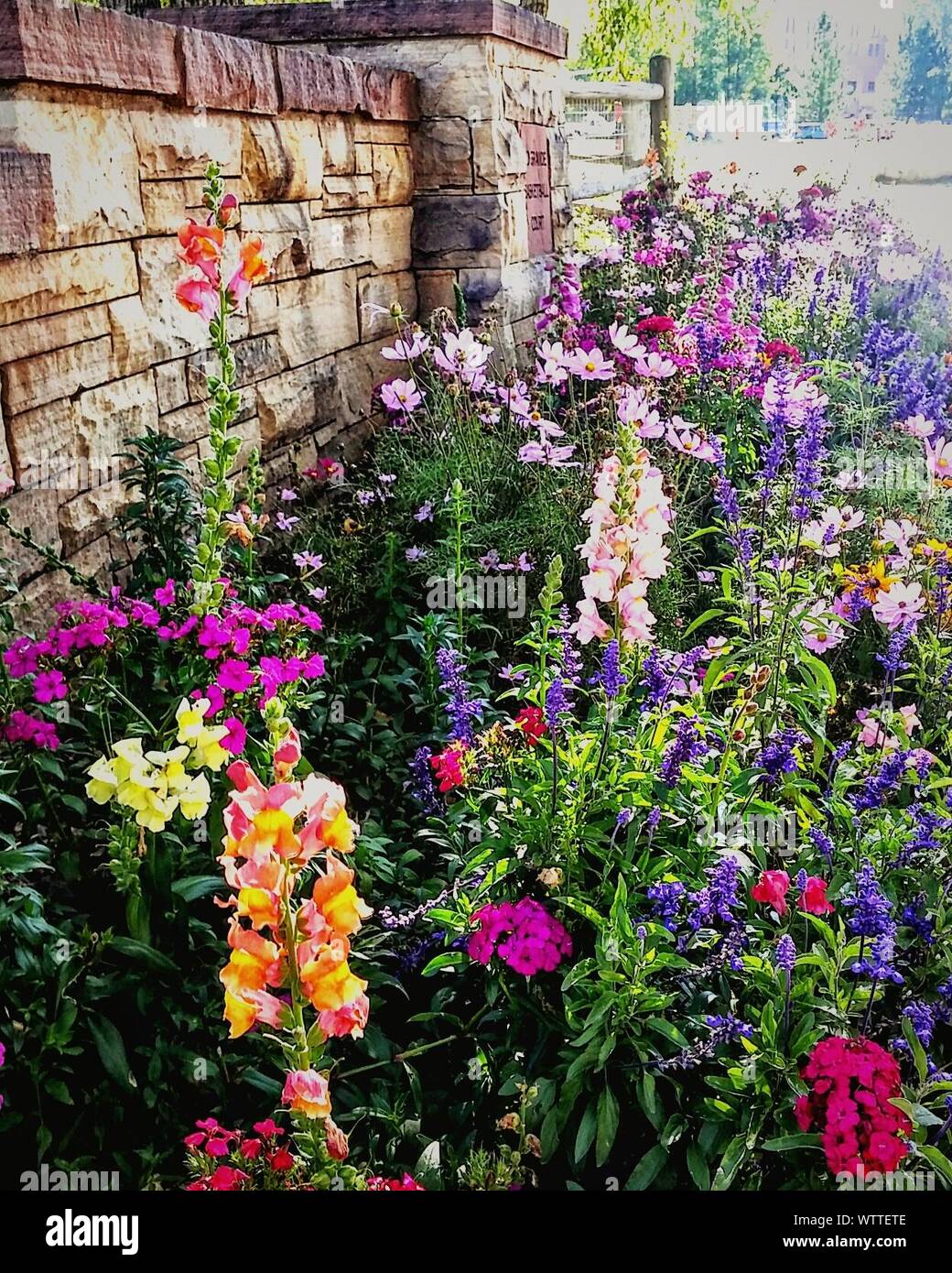 Various house plants hi-res stock photography and images - Alamy